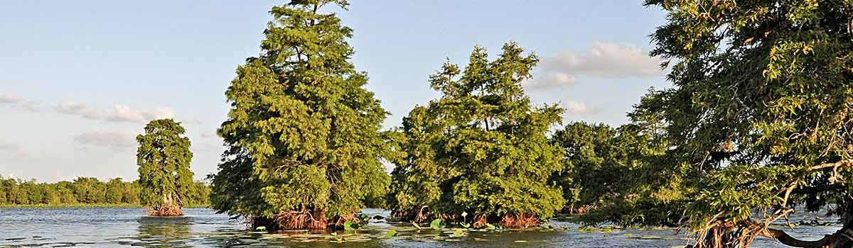 All Season Feeders | Aztec Rental Center | Houston Texas